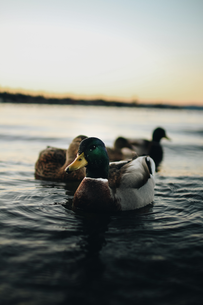 10 interessante Fakten über Enten - Interessante Fakten